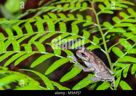Pine Woods Tree Frog (Hyla femoralis Stock Photo - Alamy