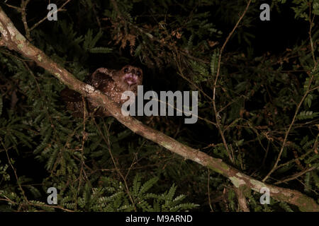 Oilbird (Steatornis caripensis) perched in a cave in the mountains of ...