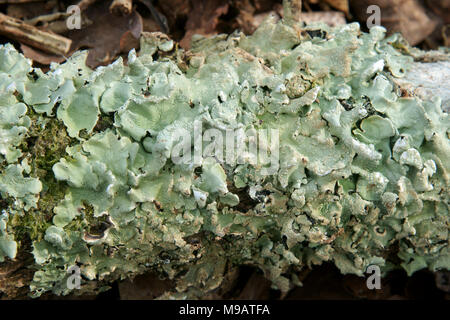 Flavoparmelia caperata, common greenshield lichen Stock Photo - Alamy