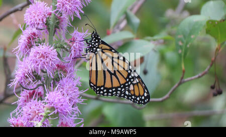 Monarch Butterfly in Minnesota Stock Photo - Alamy