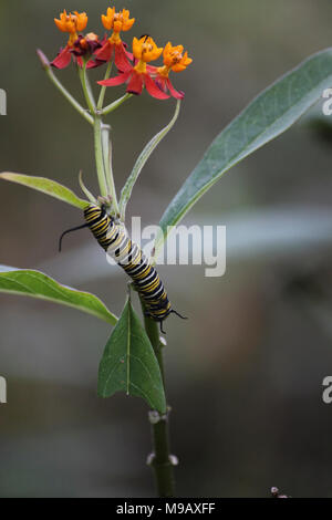 Monarch Caterpillar in Florida Stock Photo - Alamy