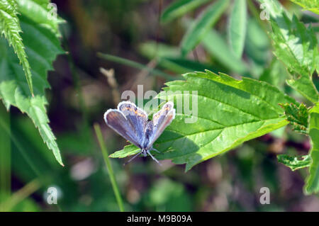 An Endangered Female Karner Blue Butterfly, Waushara County, Wisconsin ...