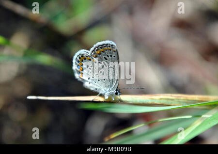 An Endangered Female Karner Blue Butterfly, Waushara County, Wisconsin ...