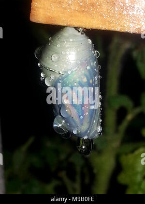 Monarch Chrysalis in Florida Stock Photo - Alamy