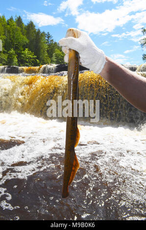 The adult sea lamprey, an invasive species in the Great Lakes region ...