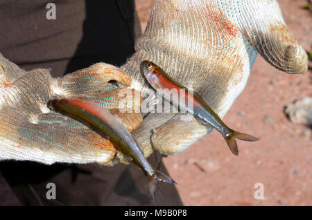 Rainbow Smelt (Osmerus mordax Stock Photo - Alamy