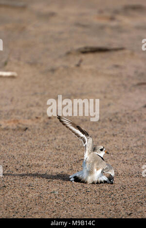 Piping Plover Banding on the Apostle Islands Stock Photo - Alamy