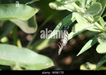 Monarch Butterfly in Ohio Stock Photo - Alamy