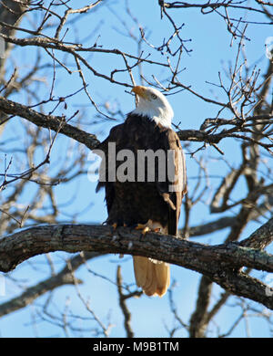 Bald Eagle at Mingo National Wildlife Refuge in Missouri Stock Photo ...
