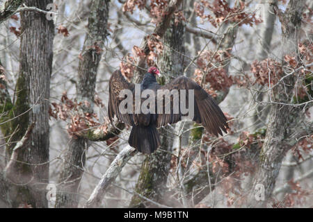 Turkey Vultures at Mingo National Wildlife Refuge in Missouri Stock ...