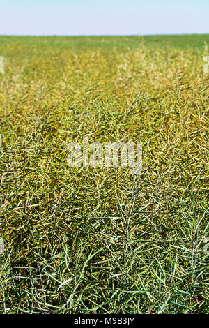 Canola,Oilseed Rape,Biodiesel Crop Stock Photo - Alamy