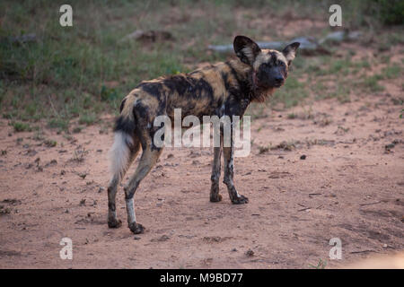 Wild Dogs Mating Stock Photo - Alamy