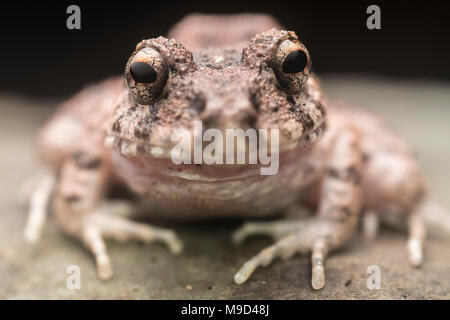 The common big headed frog (Oreobates quixensis) a common species to ...