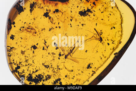 40 Million Year Old Mosquitoes in Amber, Dominican Republic Stock Photo ...