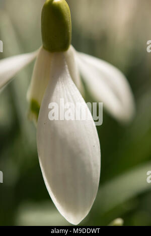 Snow drop closeups Stock Photo - Alamy