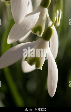 Snow drop closeups Stock Photo - Alamy