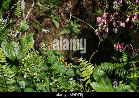 Wild begonias growing at the opening of a fumarole on top of Mombacho ...