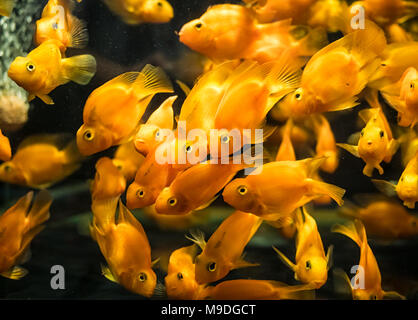 Red blood parrot cichlid are swimming in fish tank. it is a freshwater ...