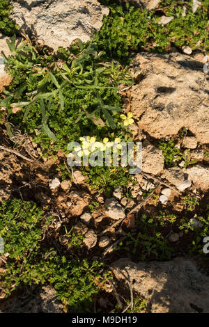Yellow spring wildflowers in Paphos archeological park, paphos, Cyprus ...