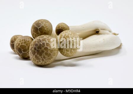 Asian brown beech mushrooms (Hypsizygus tessellatus) on a white ...