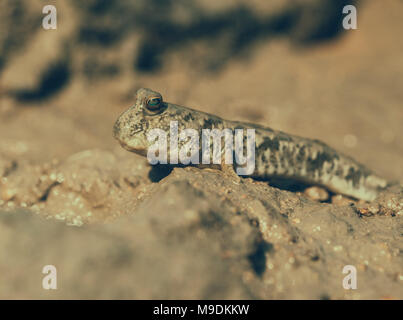 Mud skipper fish on sand beach borneo malaysia Stock Photo - Alamy