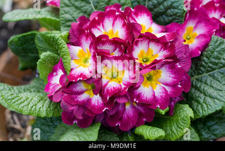Pink Primula x Polyantha, Polyanthus flowers Stock Photo - Alamy