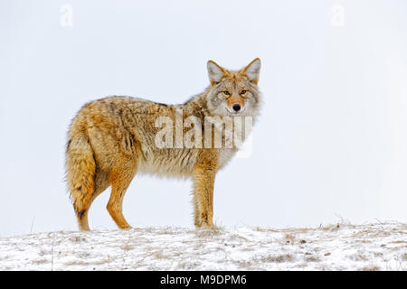 Coyote (canis latrans) standing broadside in field looking back with ...