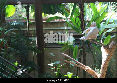 Major Mitchell Cockatoo. Pink parrot background Stock Photo - Alamy