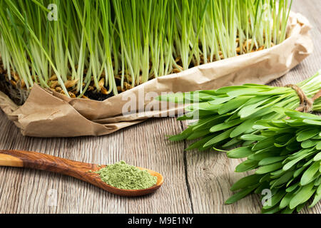Freshly grown young barley grass with green barley grass powder on a ...