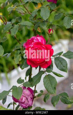 'Benjamin Britten, Ausencart' English Rose, Engelsk ros (Rosa Stock ...