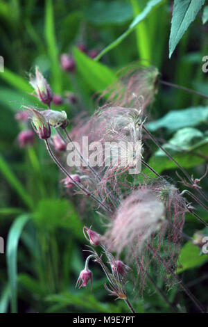 Native Minnesota flower, Prairie Smoke Stock Photo - Alamy