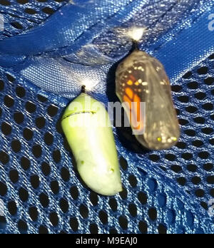 Monarch Chrysalises in California Stock Photo - Alamy