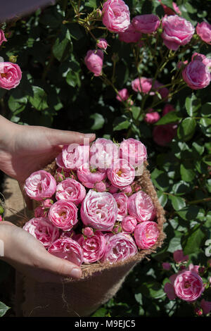 Beautiful fresh roses wrapped with canvas in hand Stock Photo - Alamy