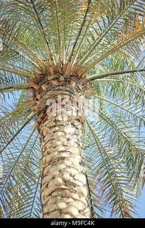 Large shrubs and palm tree in courtyard of traditional Spanish villa ...