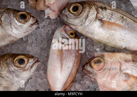 Fresh fish at the market in the freezer. Fresh fish on ice at the ...
