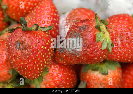 Strawberry with mold Stock Photo - Alamy
