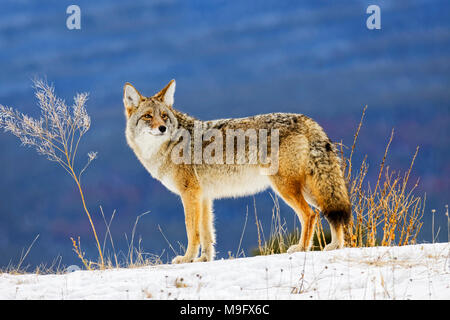 Coyote looking back Stock Photo - Alamy