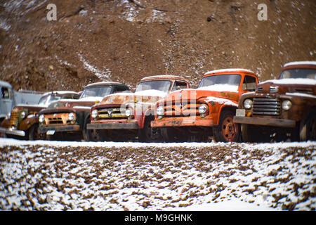 A row of old Ford pickup trucks from the 1940s and 1950s, in an old ...