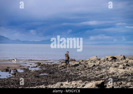 Dog walking on the beach as storm clouds roll in with Arran in ...
