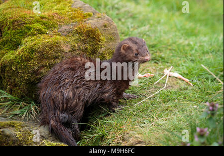 The American mink is a semiaquatic species of mustelid native to North ...