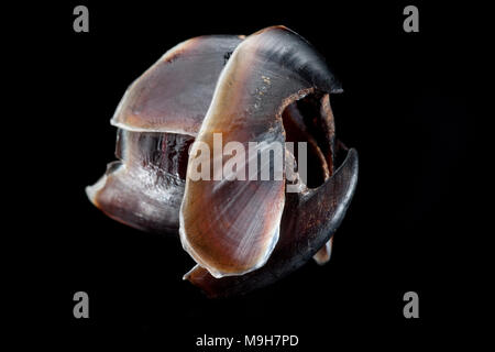 The beak or bill of a large cuttlefish, Sepia officinalis, caught in ...