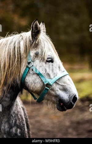 White horse head shot side view showing strong muscular neck arch Stock ...