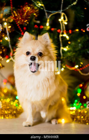 merry cute little spitz puppy Stock Photo - Alamy