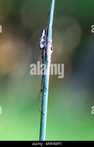 Stretch Spiders (Tetragnatha Stock Photo - Alamy