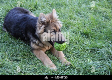 Photo of a friendly German shepherd dog Stock Photo: 88502176 - Alamy