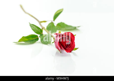 red rose with shadow horizontally Stock Photo - Alamy