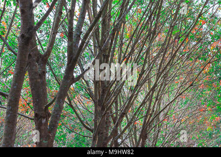 Branches of the rubber tree in Rubber Plantation Stock Photo - Alamy