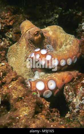 Common Octopus (Octopus vulgaris) at a mediterranean reef, Benidorm ...