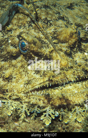 The head of a monkfish, or anglerfish, Lophius piscatorius, that was ...