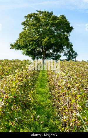 Vineyard landscape with walnut tree Stock Photo - Alamy